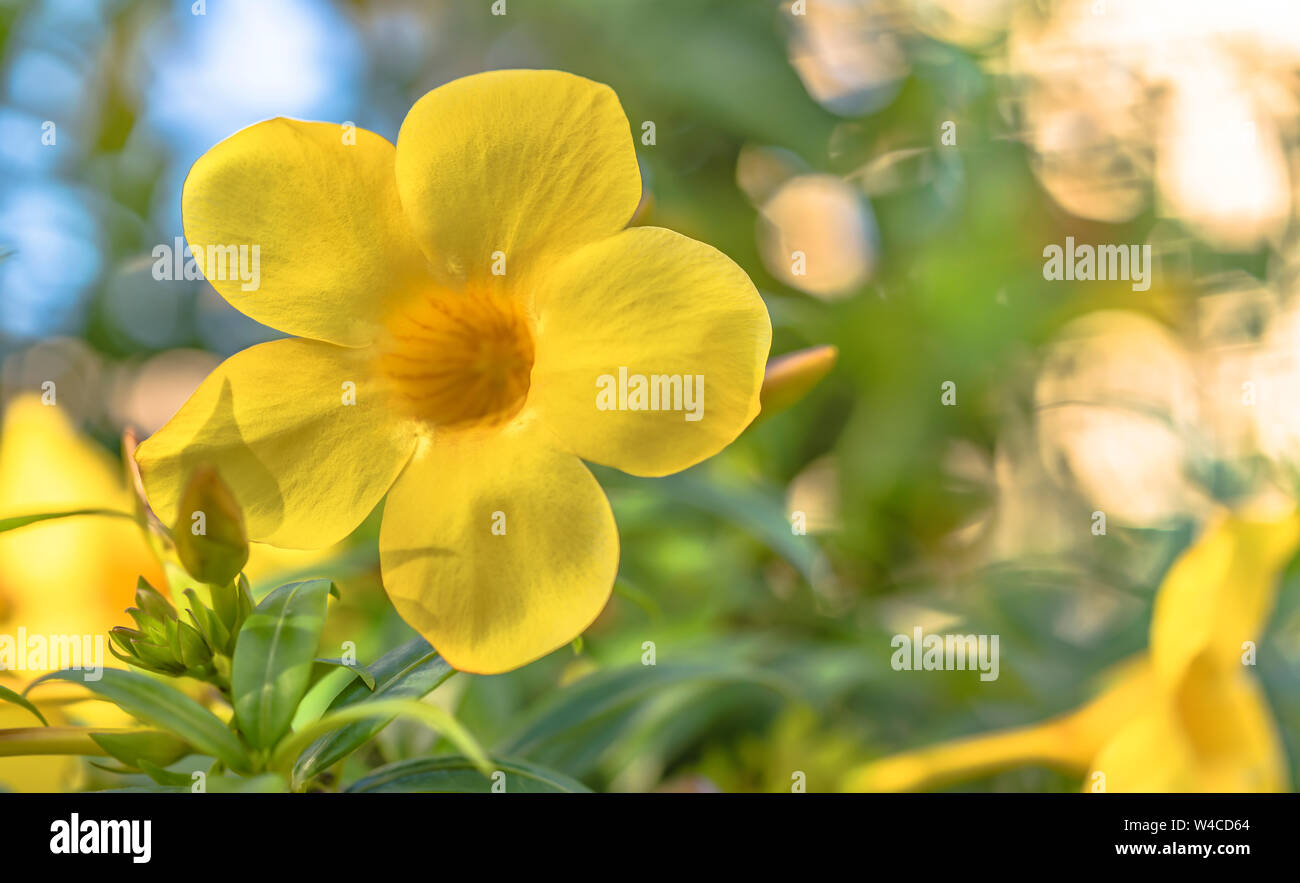 Yellow Alamanda tropical flowering tree of the apocynaceae family in ...