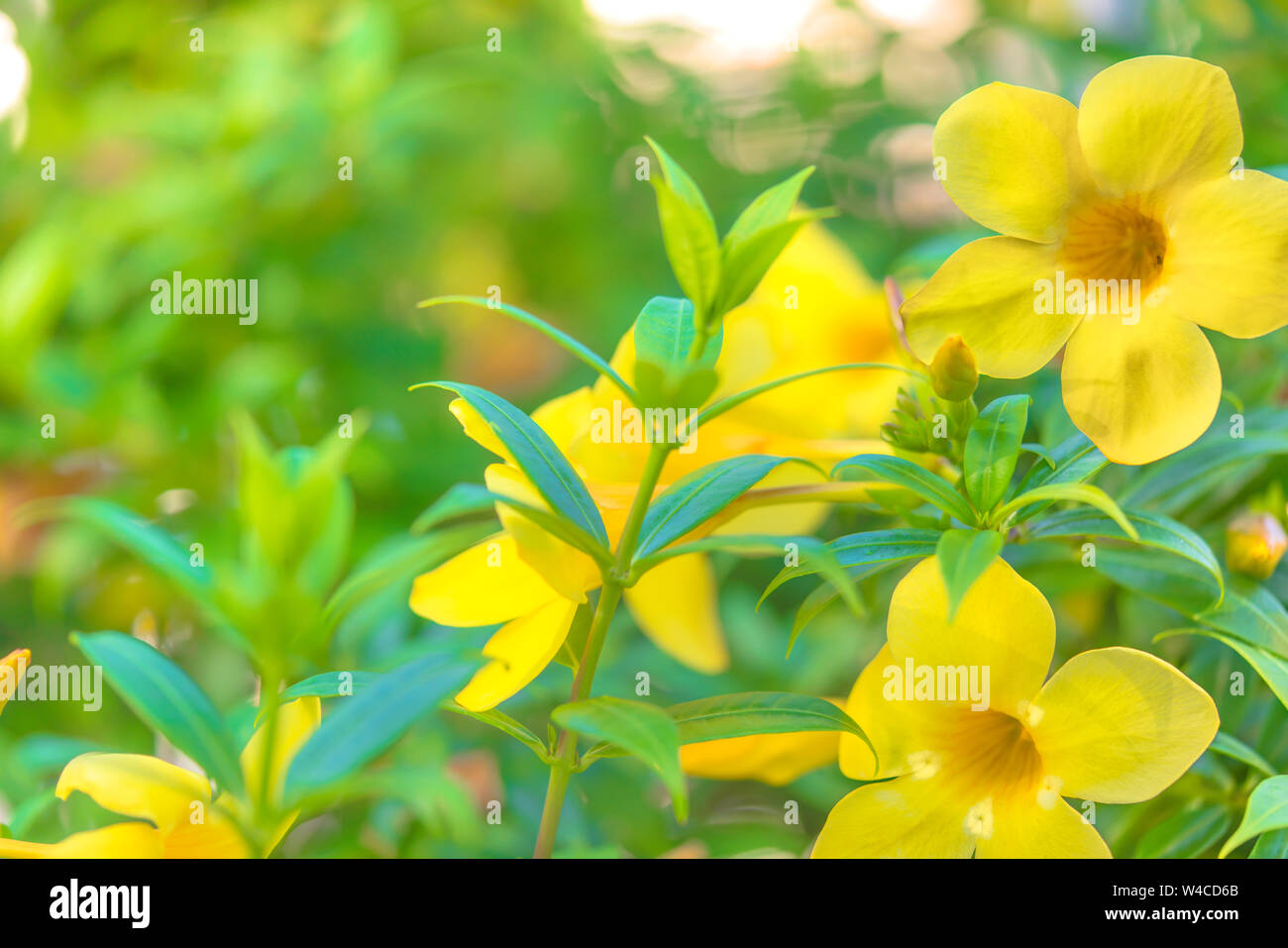 Yellow Alamanda tropical flowering tree of the apocynaceae family in ...