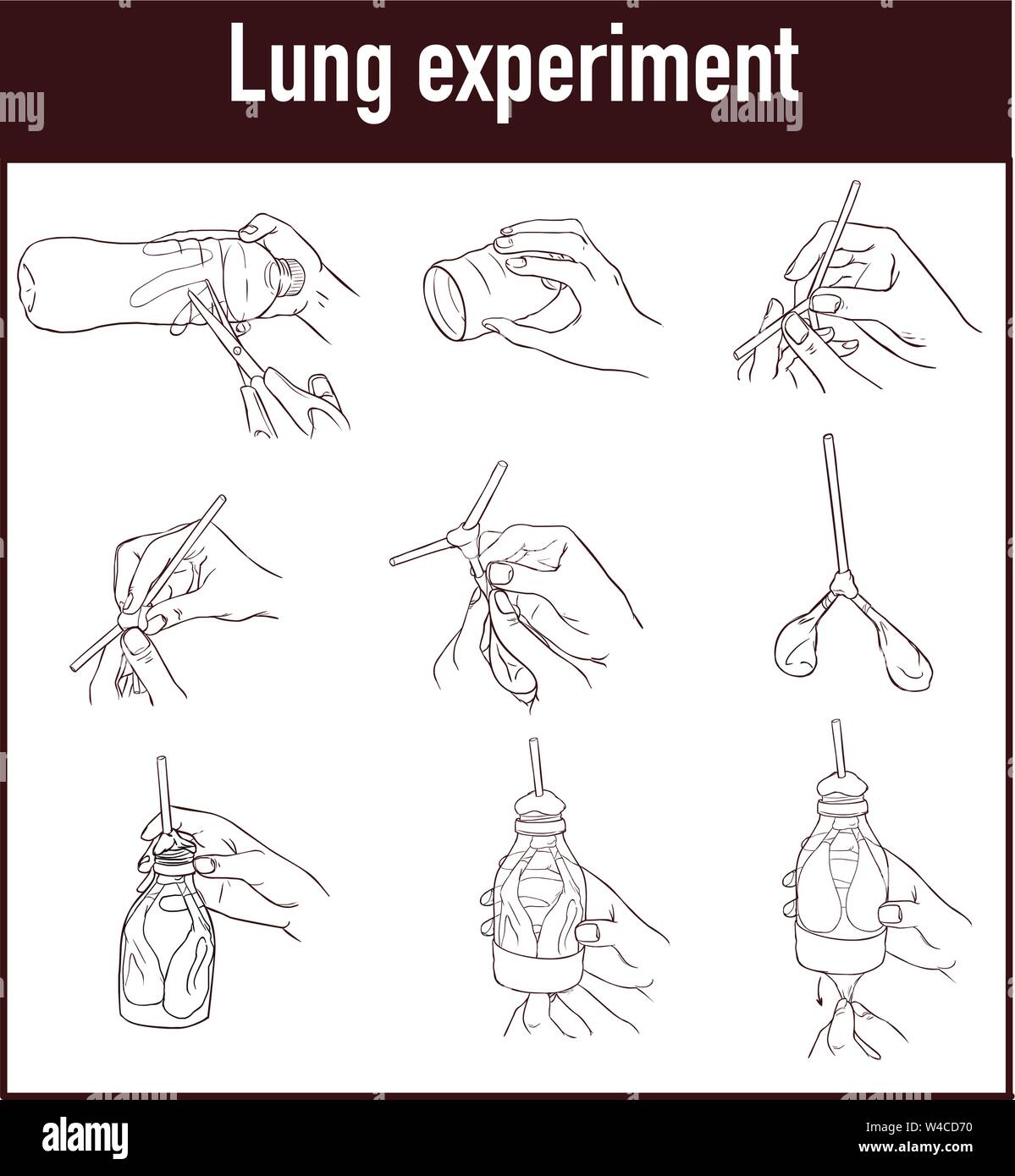 vector illustration of a Lung breathing model Stock Vector Image & Art ...
