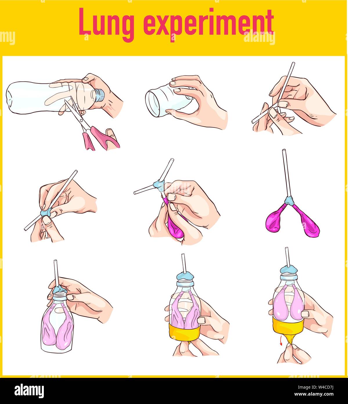 vector illustration of a Lung breathing model Stock Vector Image & Art ...