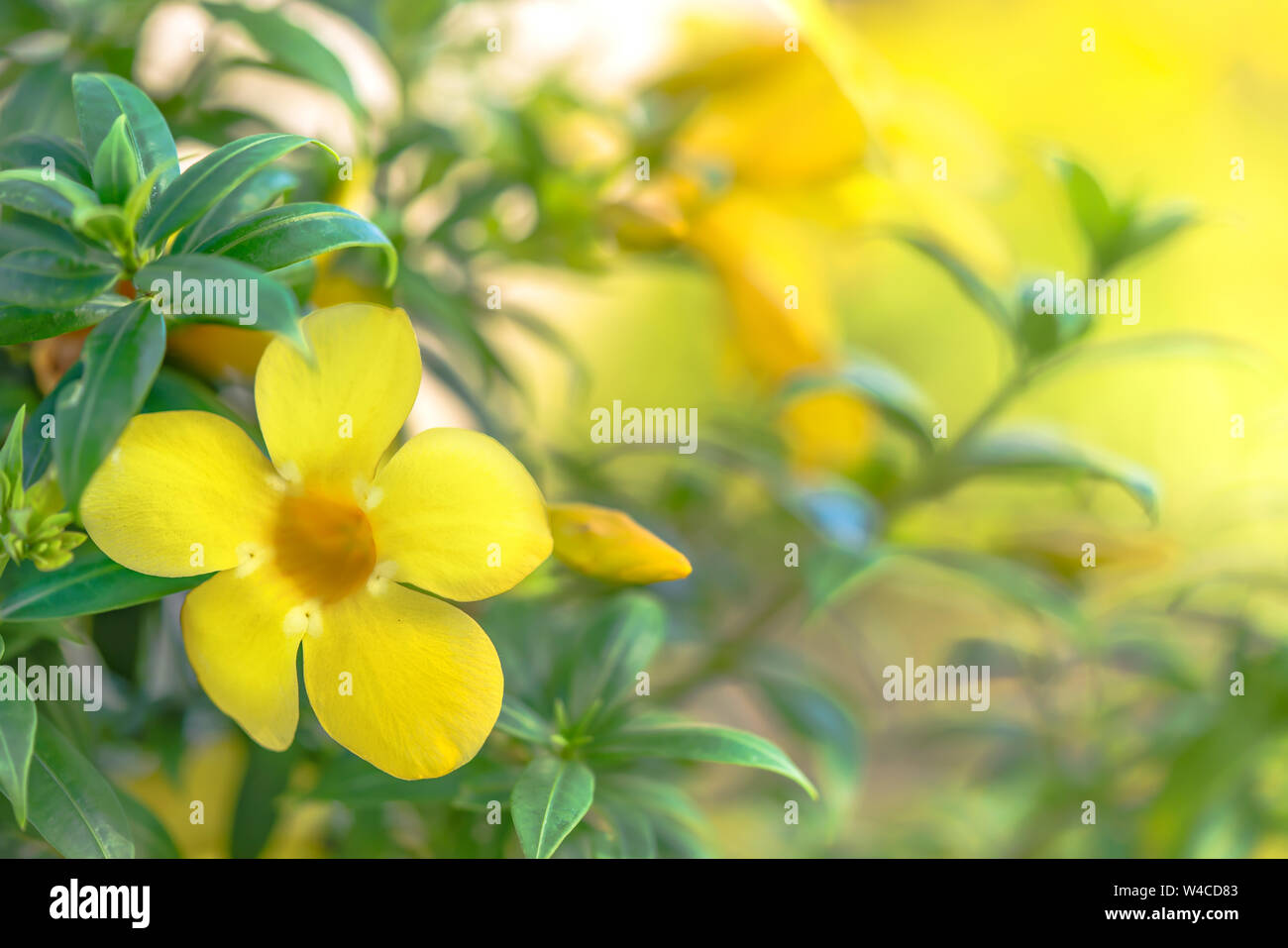 Yellow Alamanda tropical flowering tree of the apocynaceae family in ...