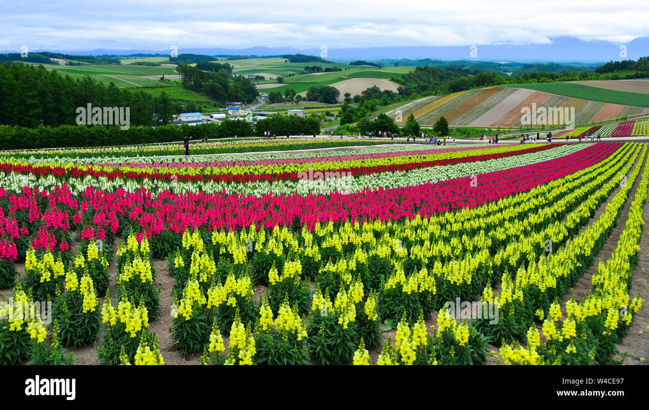 Biei, Japan - Jul 1, 2019. Colorful flower field in Shikisai-no-oka, a ...