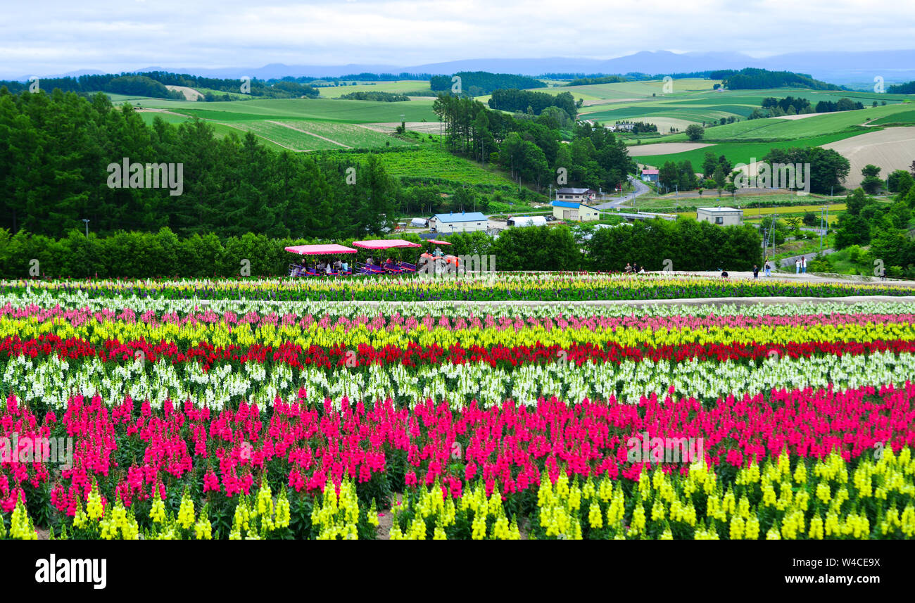 Biei, Japan - Jul 1, 2019. Colorful flower field in Shikisai-no-oka, a ...