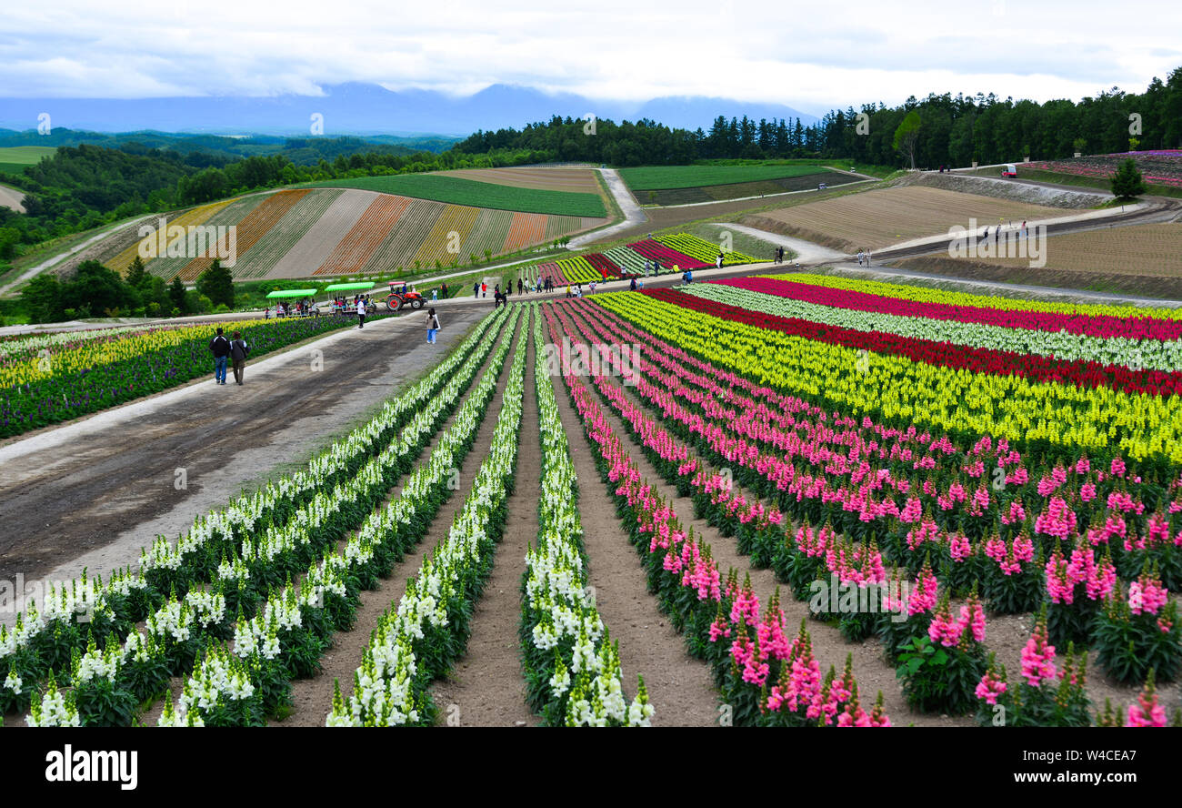 Biei, Japan - Jul 1, 2019. Colorful flower field in Shikisai-no-oka, a ...