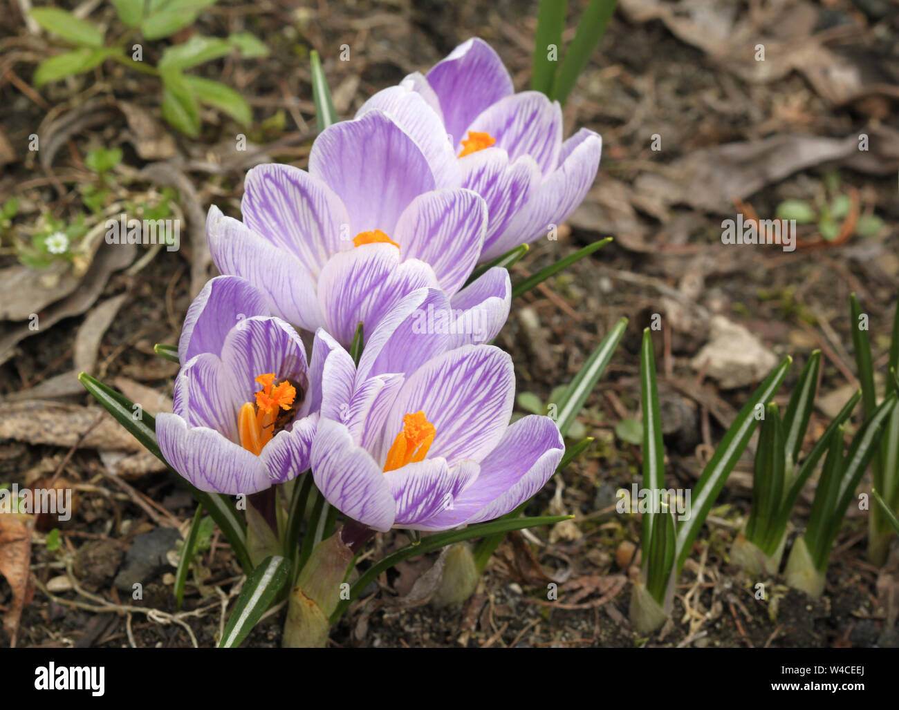 Crocus flowers in purple color. First sign of spring Stock Photo - Alamy