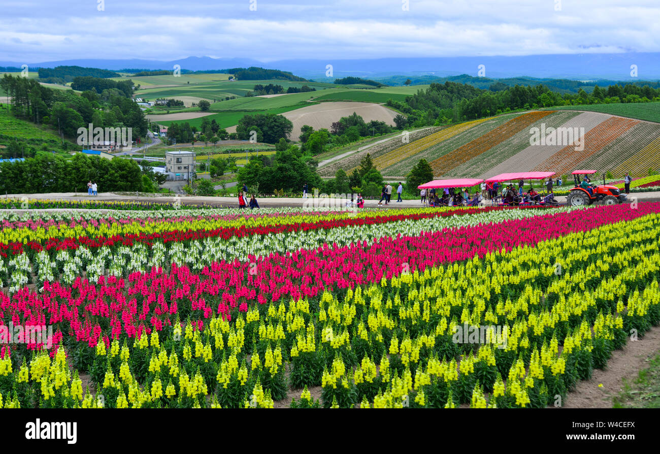 Biei, Japan - Jul 1, 2019. Colorful flower field in Shikisai-no-oka, a ...