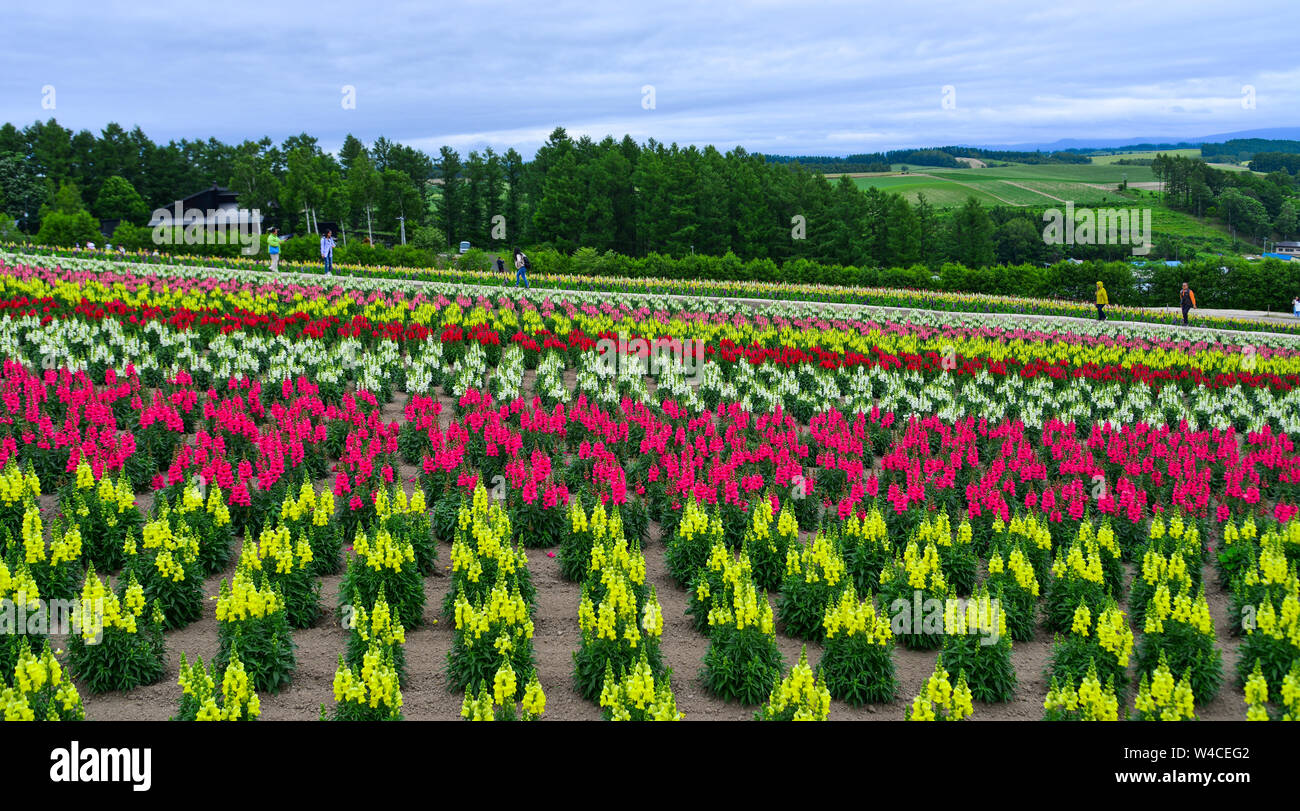 Biei, Japan - Jul 1, 2019. Colorful flower field in Shikisai-no-oka, a ...