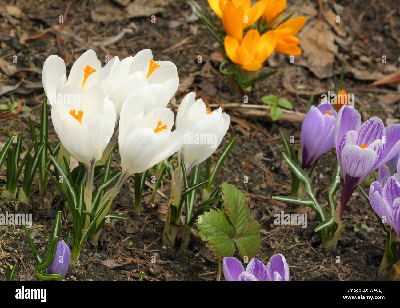 Variegated crocus hi-res stock photography and images - Alamy