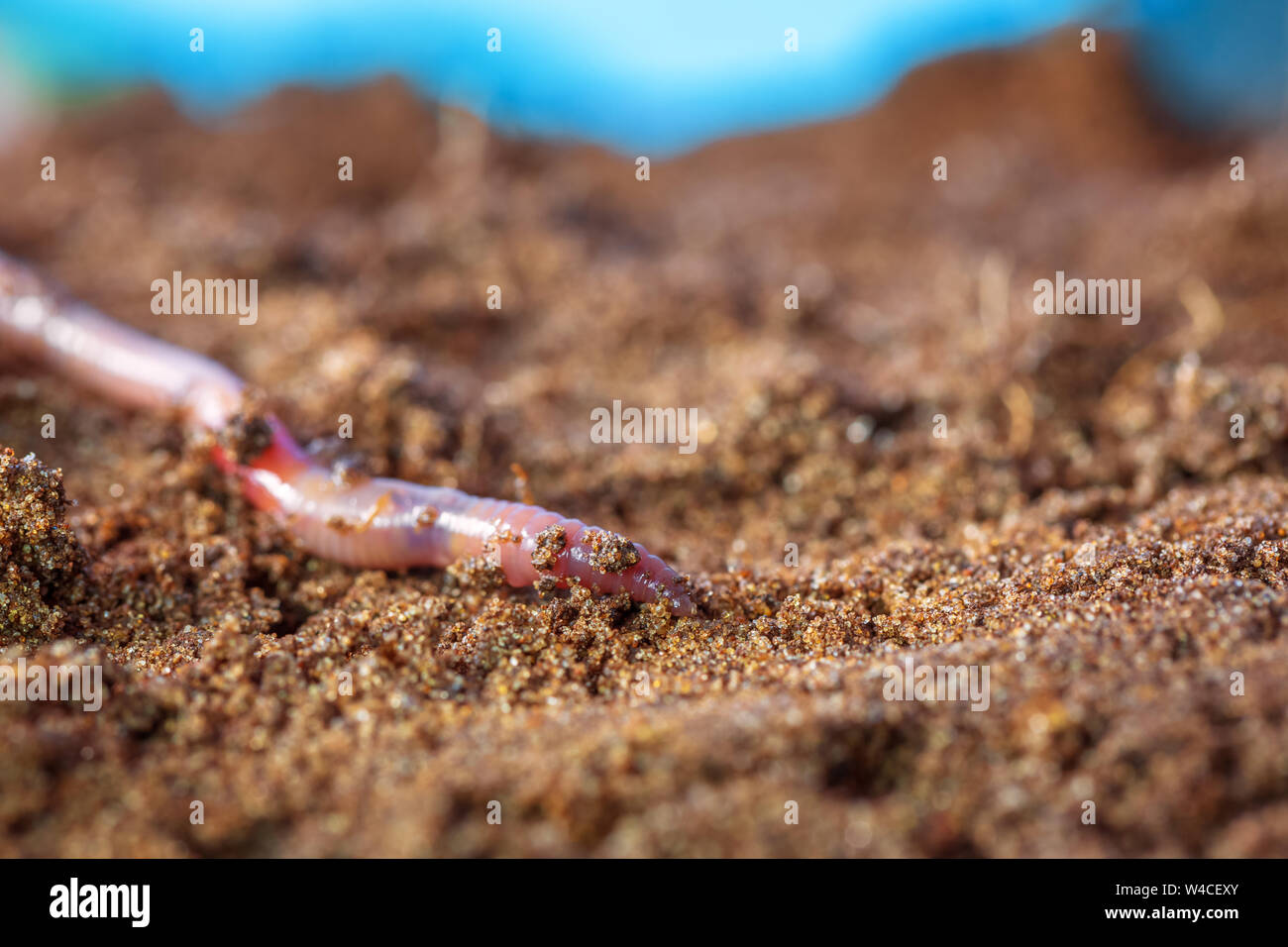 Worm humus hi-res stock photography and images - Alamy