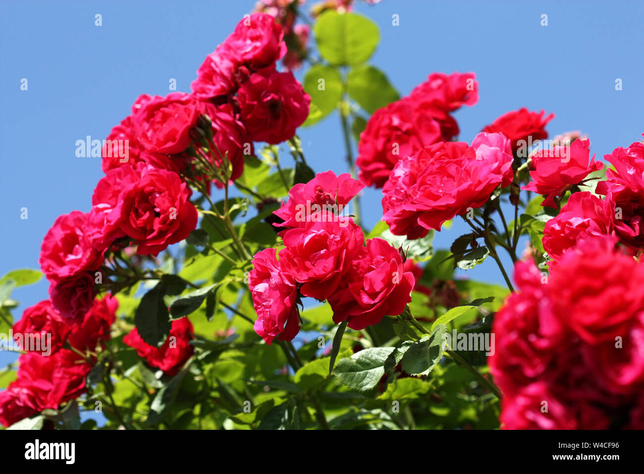 Pink roses over clear blue sky Stock Photo - Alamy