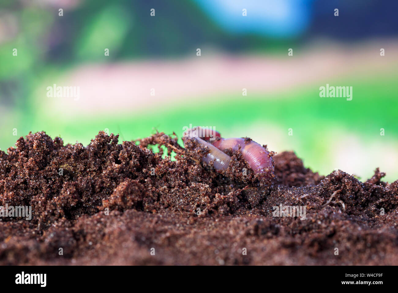Earthworm and soil hi-res stock photography and images - Alamy