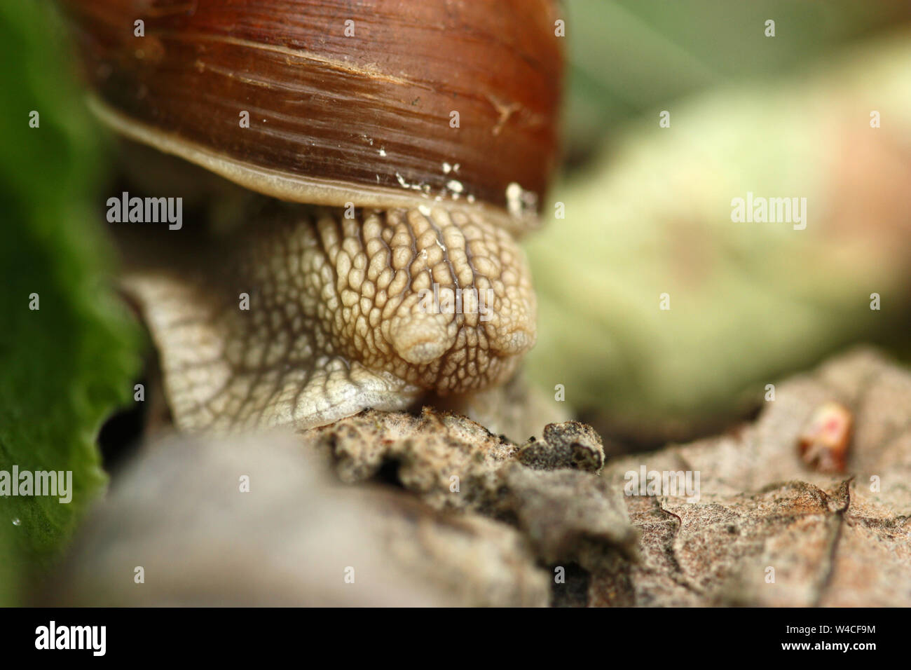 Macro of hidden snail. Shallow depth of field Stock Photo - Alamy