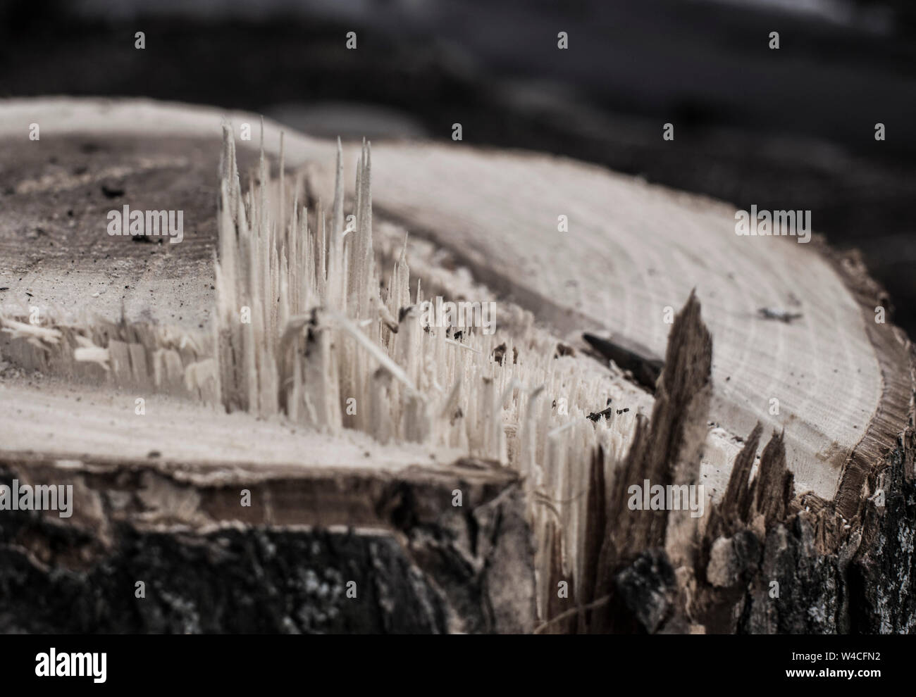 Sliver wood hi-res stock photography and images - Alamy