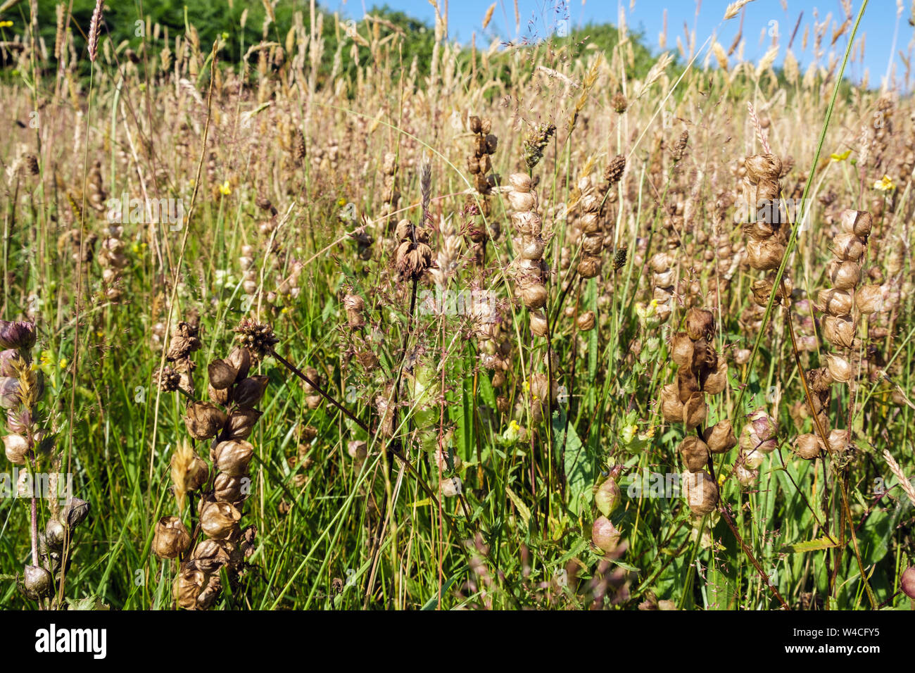 Yellow Rattle (Rhinanthus minor) semi-parasitic plants growing in ...