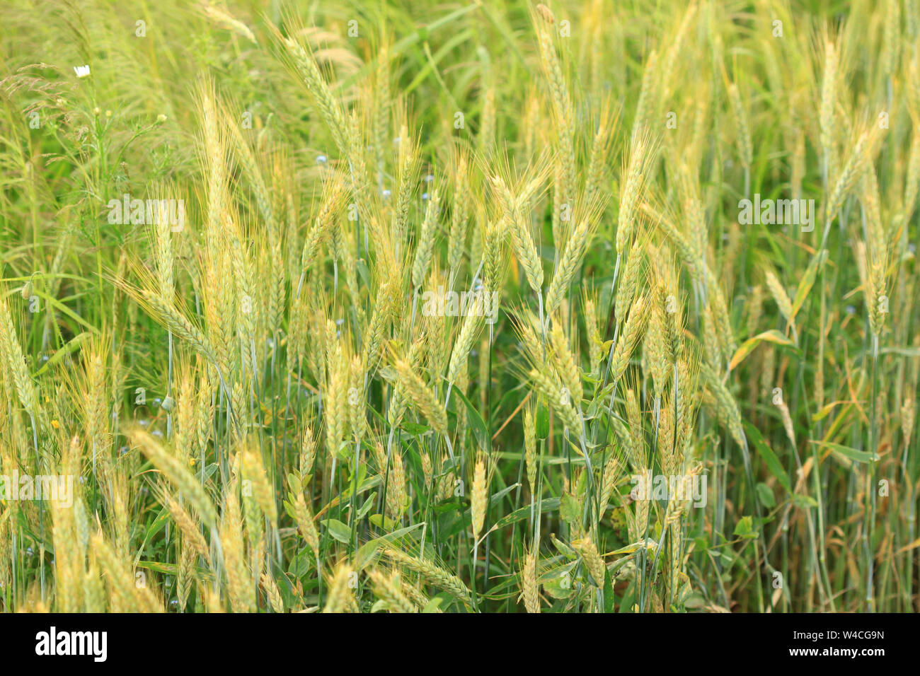 Ears wheat ripen in field hi-res stock photography and images - Alamy
