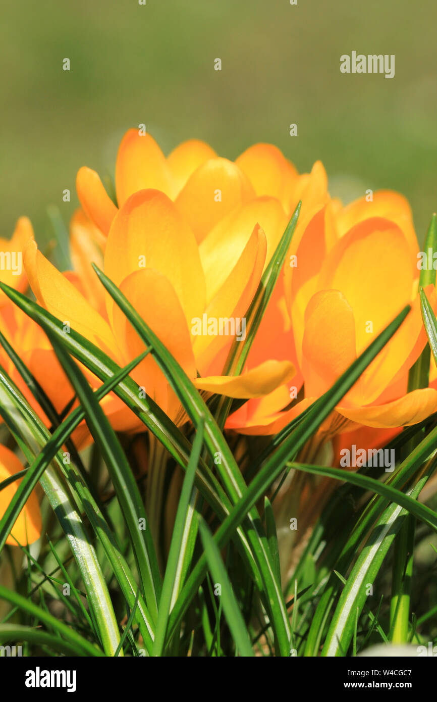 Yellow crocus flowers background. First sign of spring Stock Photo - Alamy