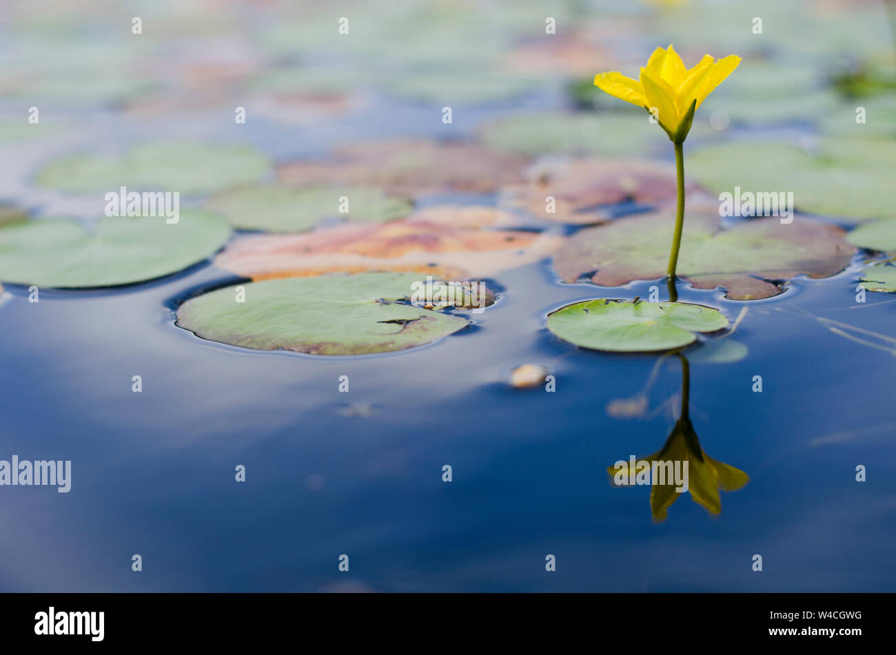 Single Water Lily With Reflection on Blue Water Surface Stock Photo - Alamy