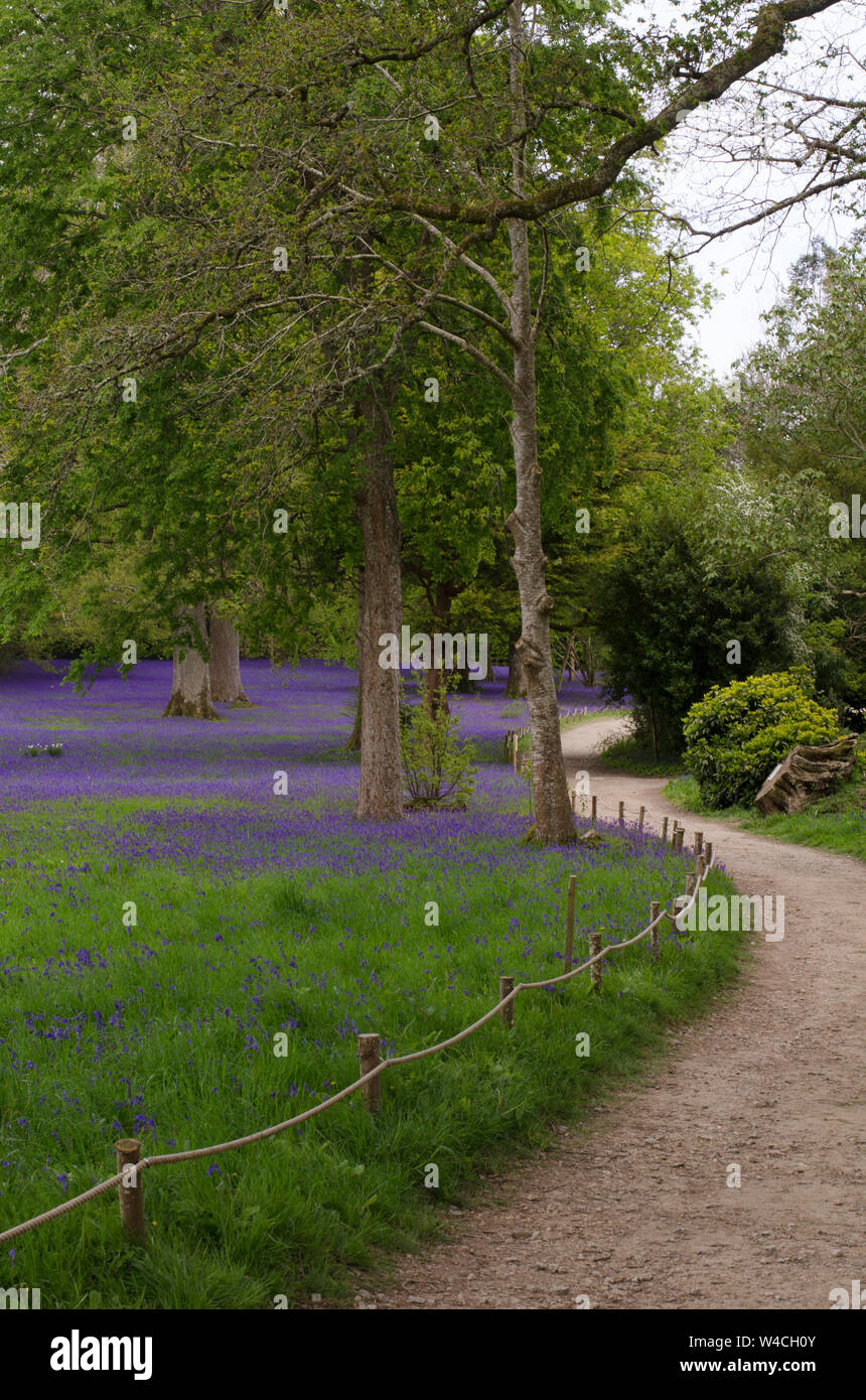 Endangered Bluebell Field Under Trees With Path Winding Through Stock ...