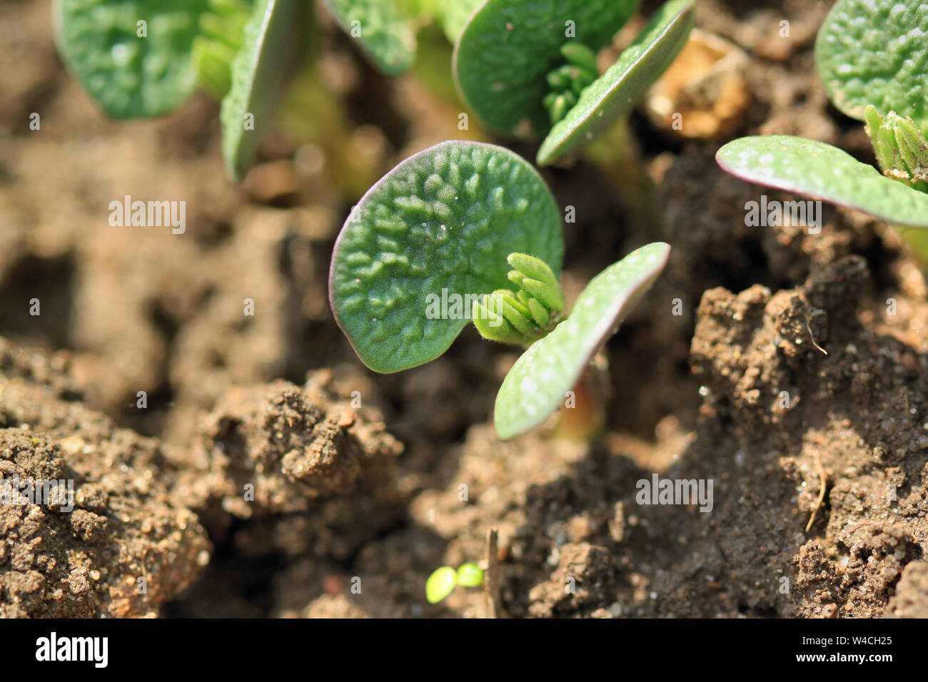 Sprouting plants hi-res stock photography and images - Alamy