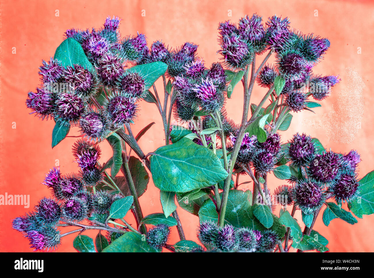 Greater or edible burdock, thorny burr, or happy major plant. Vivid ...