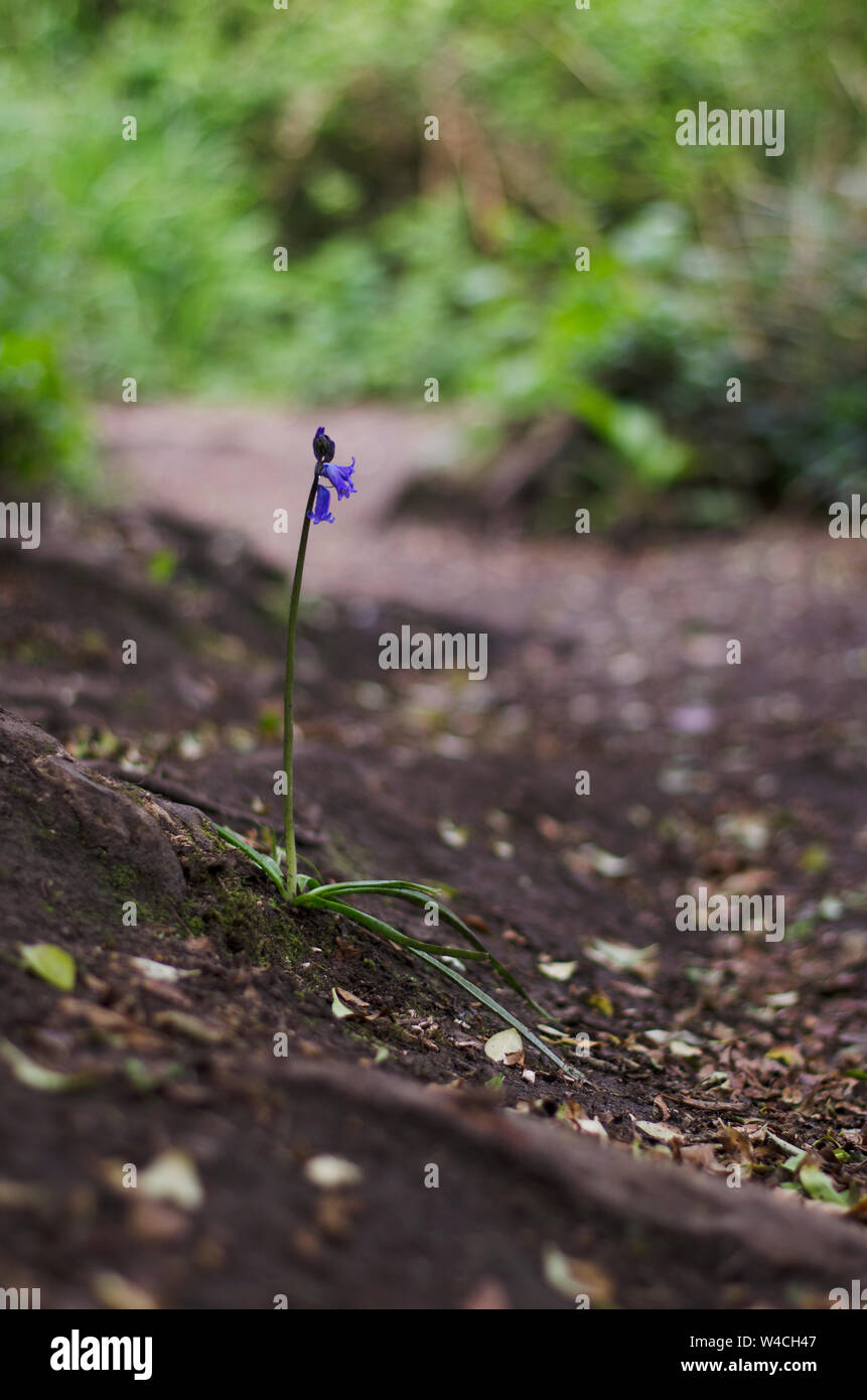 Single Endangered Bluebell Plant on Path Stock Photo - Alamy