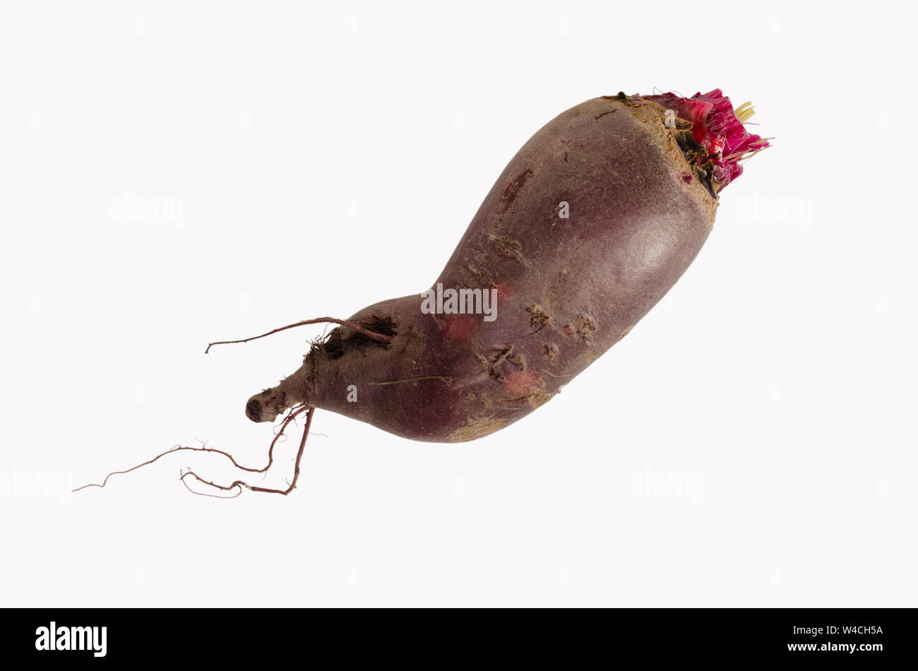 Beetroot Root on White Background Stock Photo - Alamy