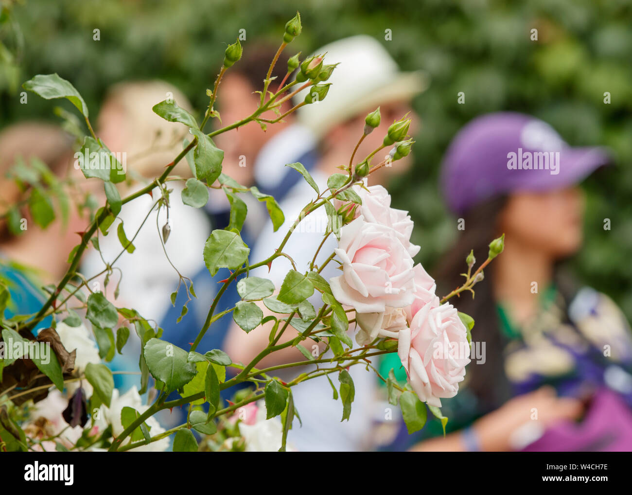 Flower detail of Roses with generic blurry people behind at Wimbledon ...