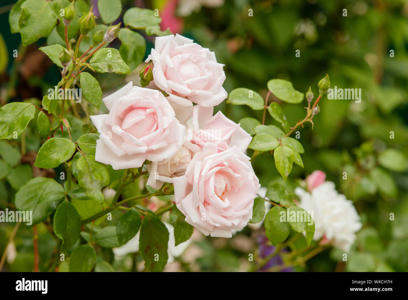 Flower detail of Roses at Wimbledon Championships 2019. Held at The All ...