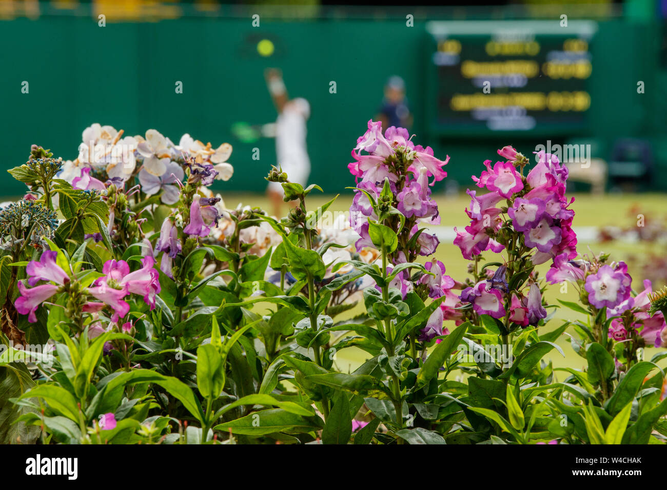 Flower detail with generic blurry tennis players behind at Wimbledon ...