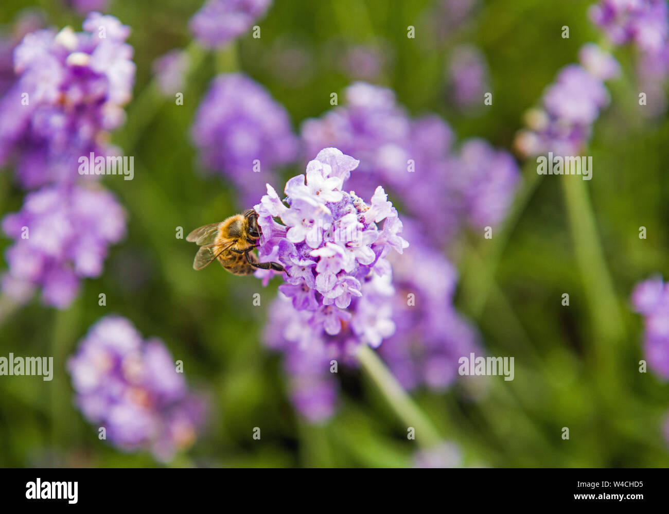 Bee taking pollen from a flower hi-res stock photography and images - Alamy