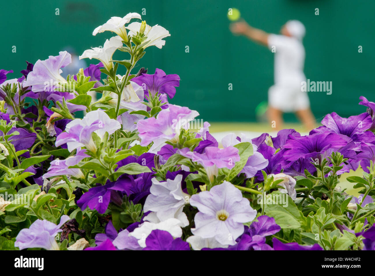 Flower detail with generic blurry tennis players behind at Wimbledon ...