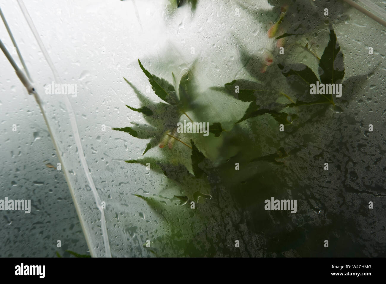 Green Japanese maple leaves (Acer palmatum) viewed through a wet ...