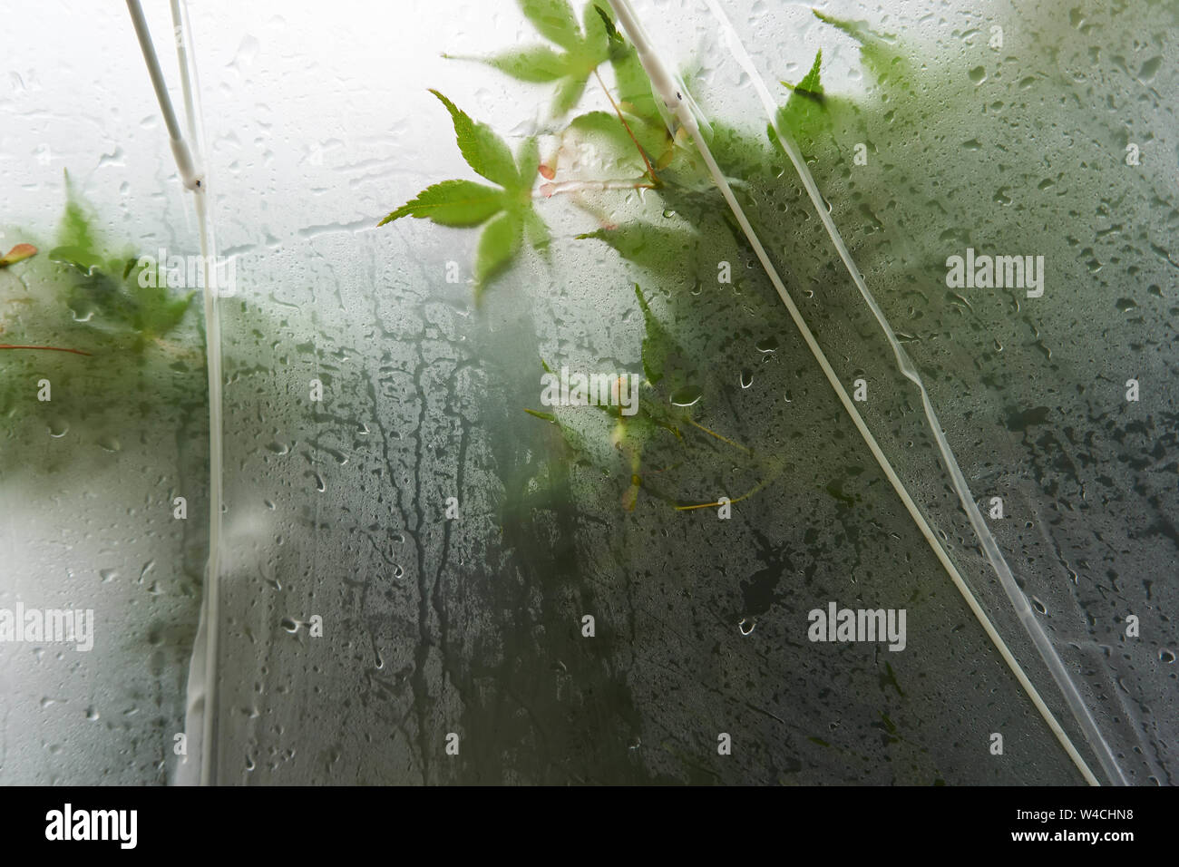 Green Japanese maple leaves (Acer palmatum) viewed through a wet ...