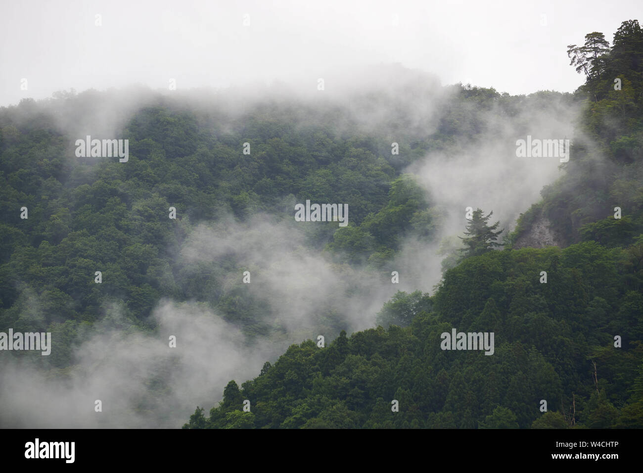 Mist and fog float through the forested mountains of Japan Stock Photo ...