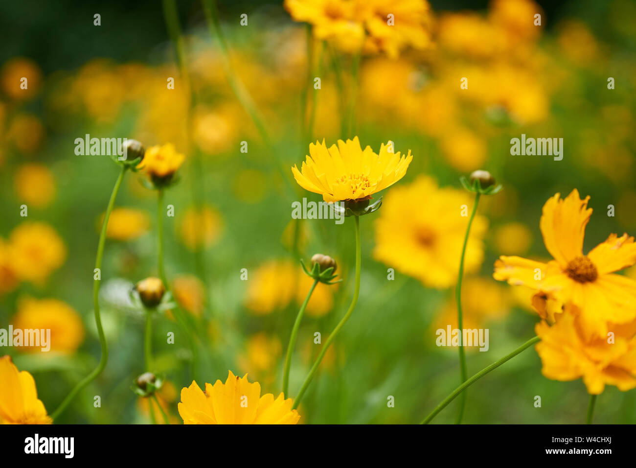 Many coreopsis lanceolata (tickseed, which look like yellow cosmos ...
