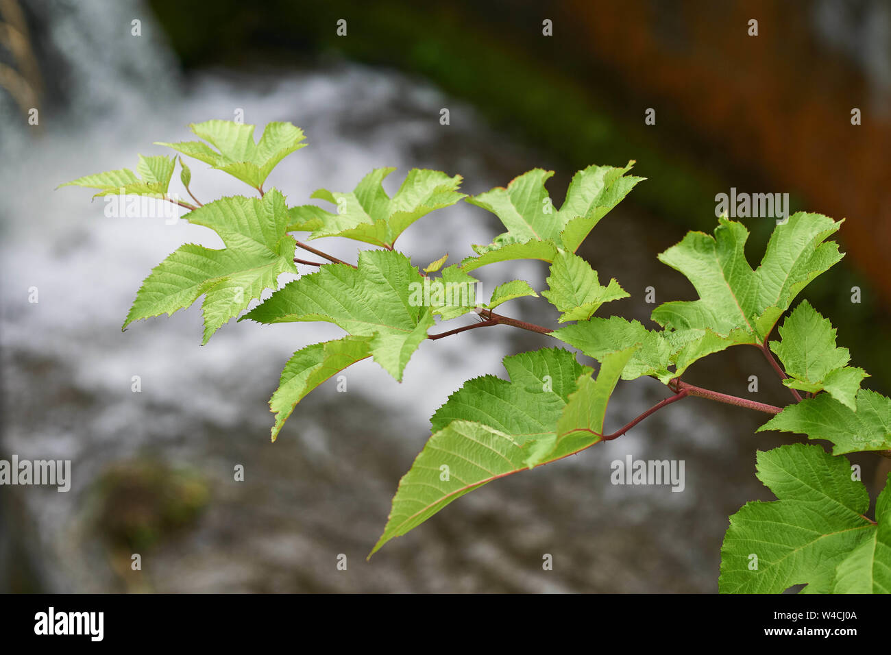 White mulberry morus alba hi-res stock photography and images - Alamy