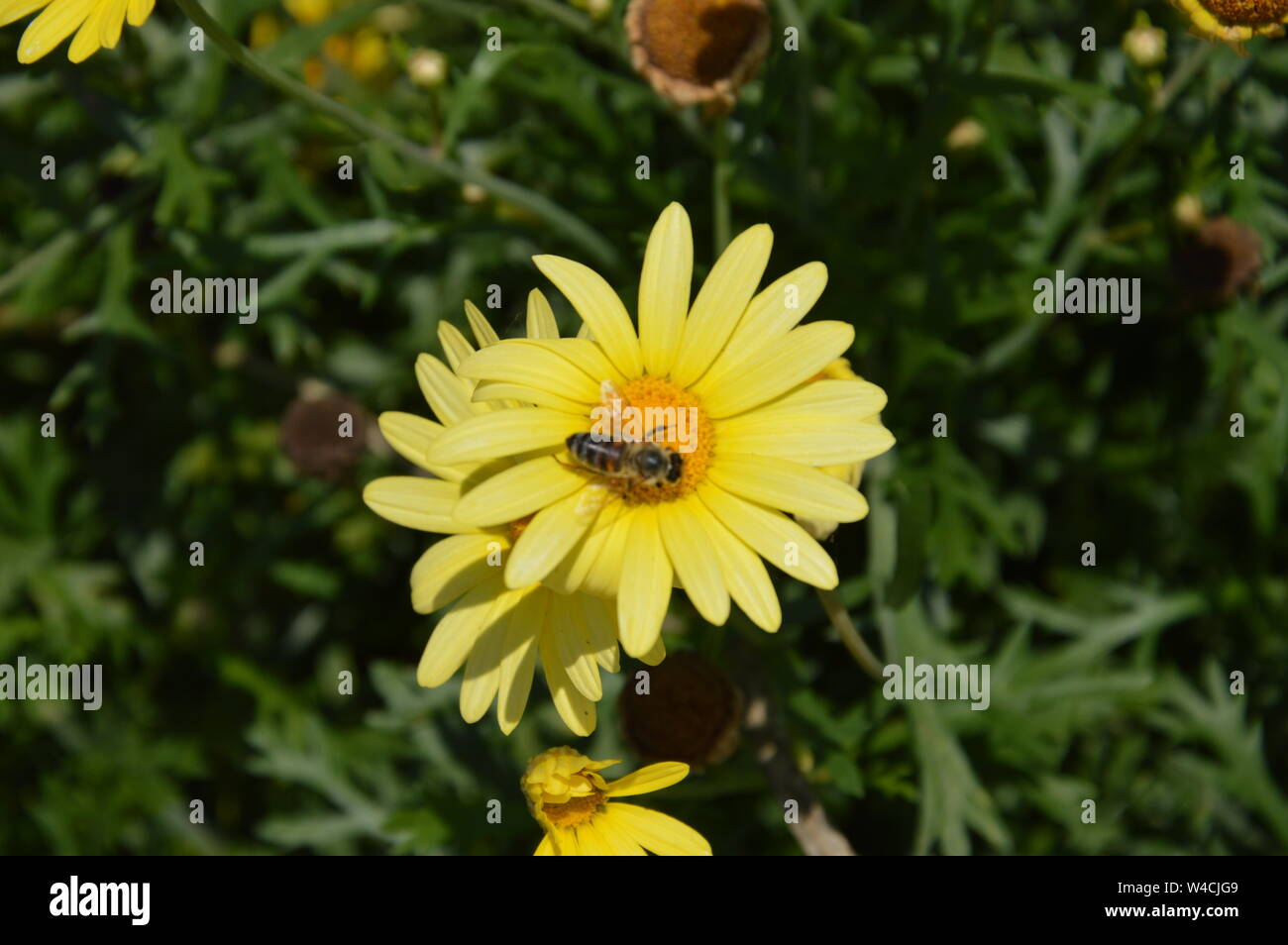 Single macro rose flower plant Stock Photo - Alamy