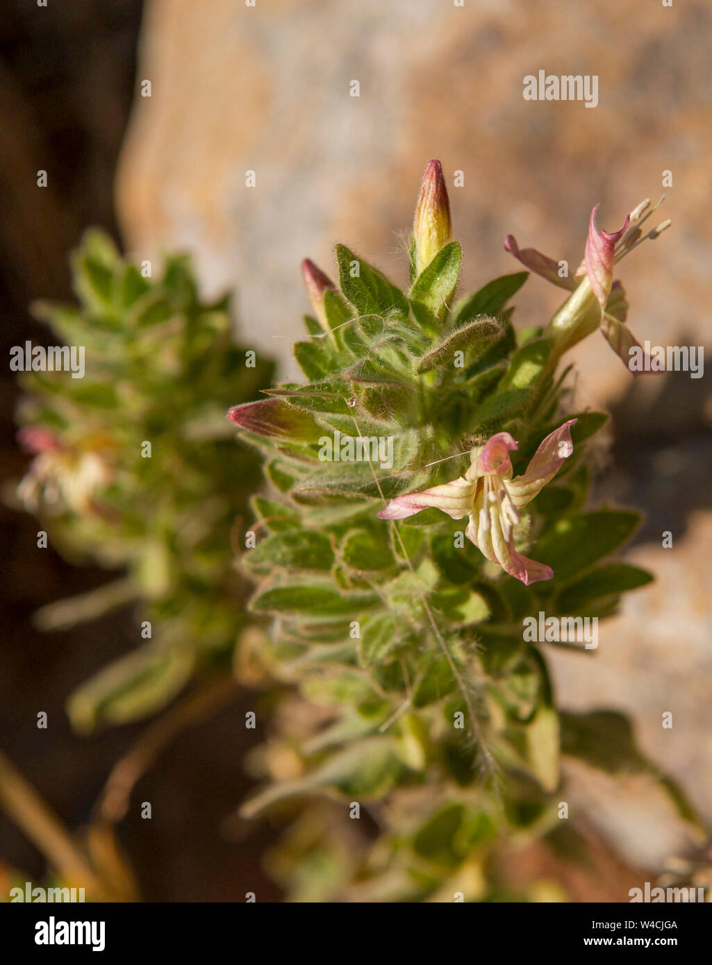 Thorny blue flowering desert plant photographed in Hoanib riverbed ...