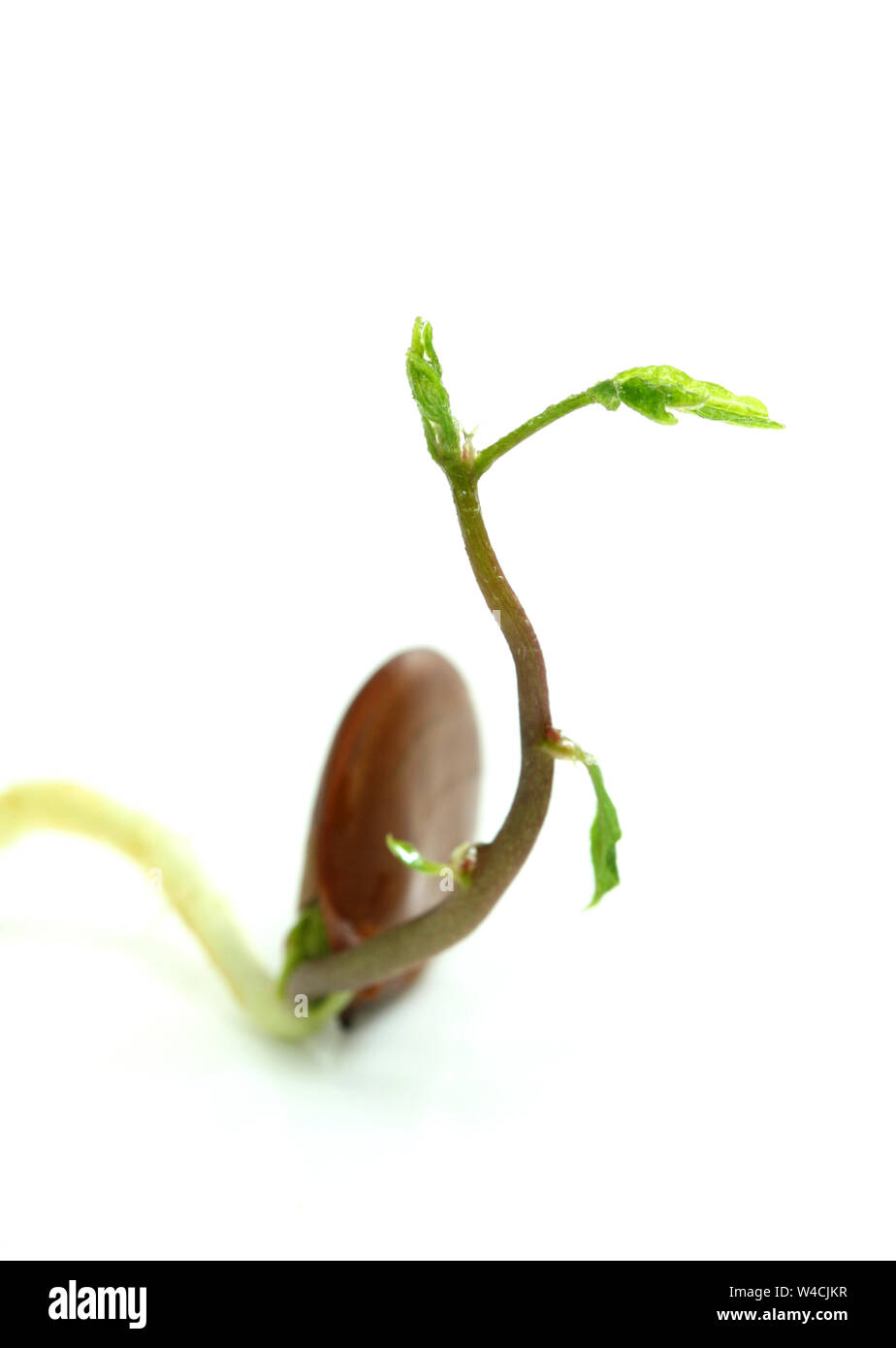 Beginnings of life - small plant isolated Stock Photo - Alamy