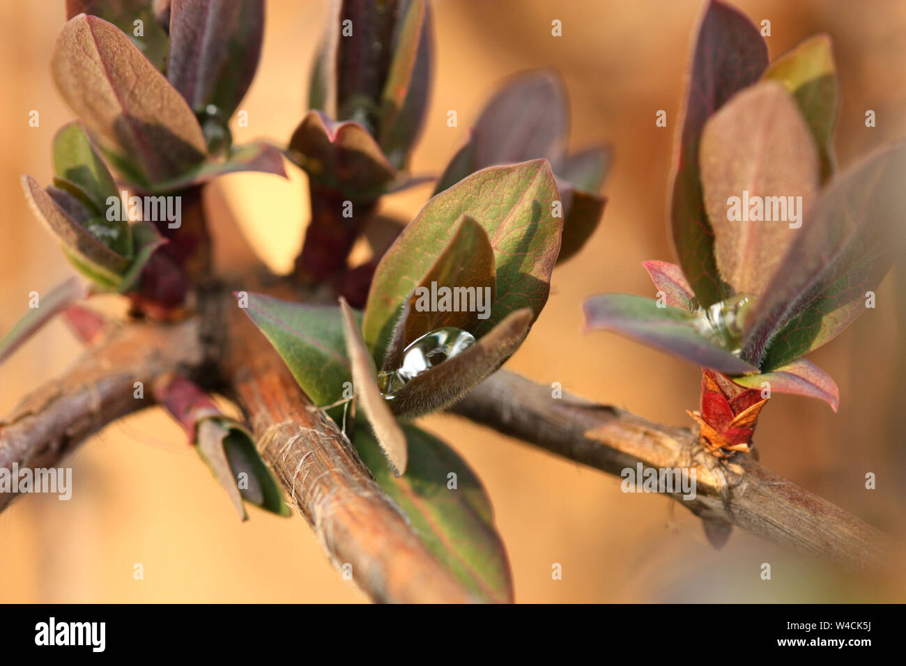 Drop of water after rain hidden in spring leaves of Lonicera plant ...