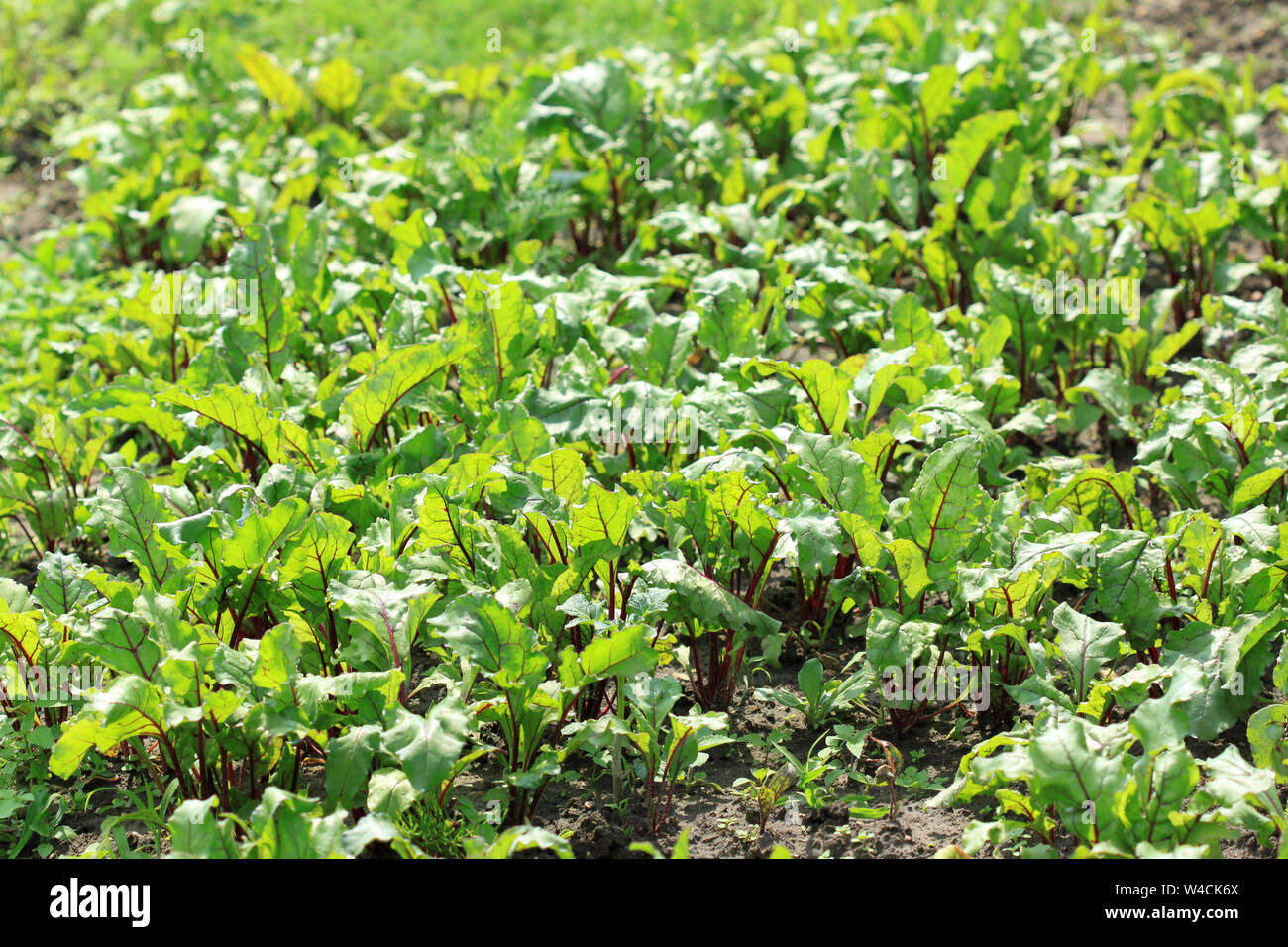 Beetroot field hi-res stock photography and images - Alamy