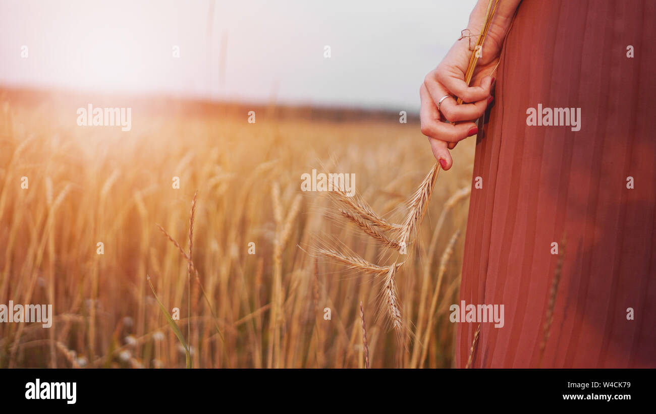 Woman in wheat field, woman holds ear of wheat in hand. No face Stock ...