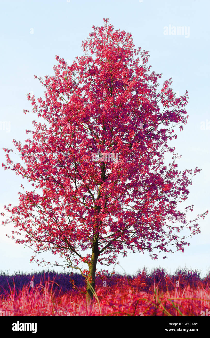 Abstract photo of tree. Nature in pink colors Stock Photo - Alamy