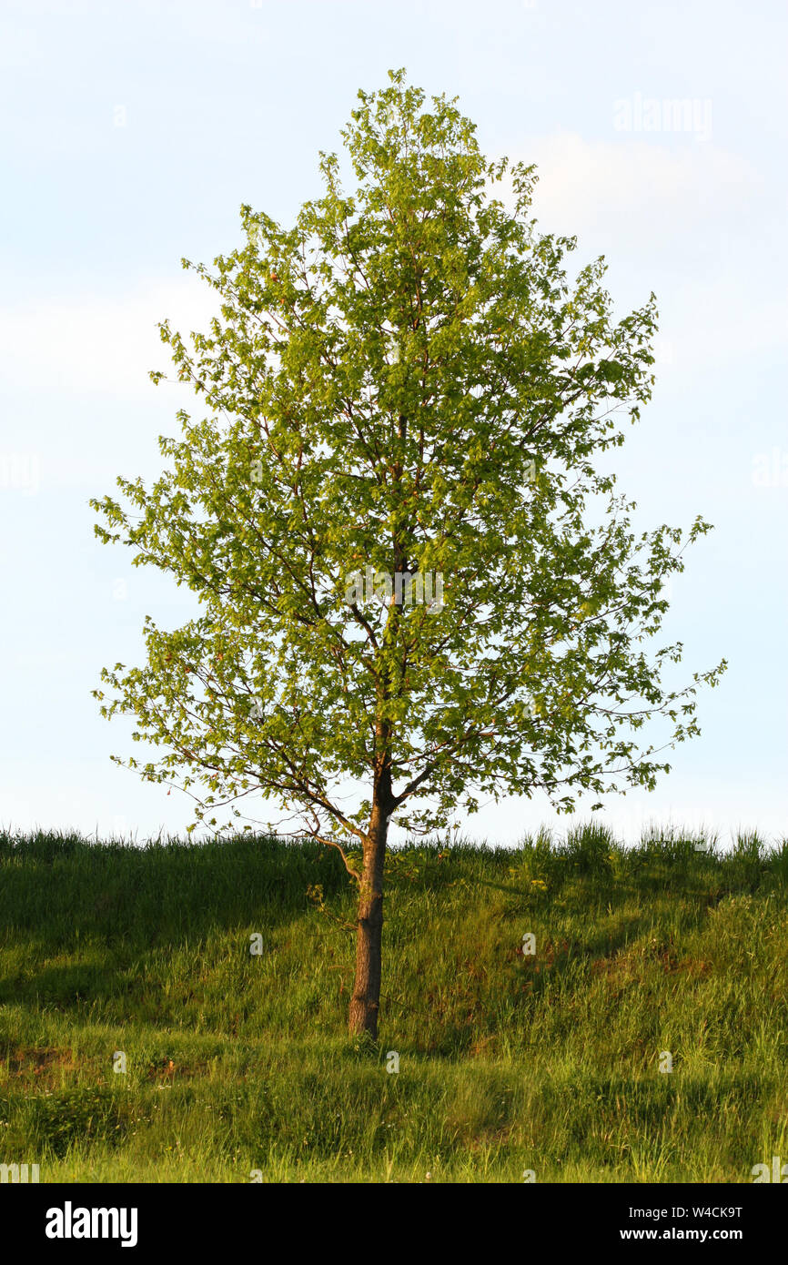 Single poplar tree in nature Stock Photo - Alamy