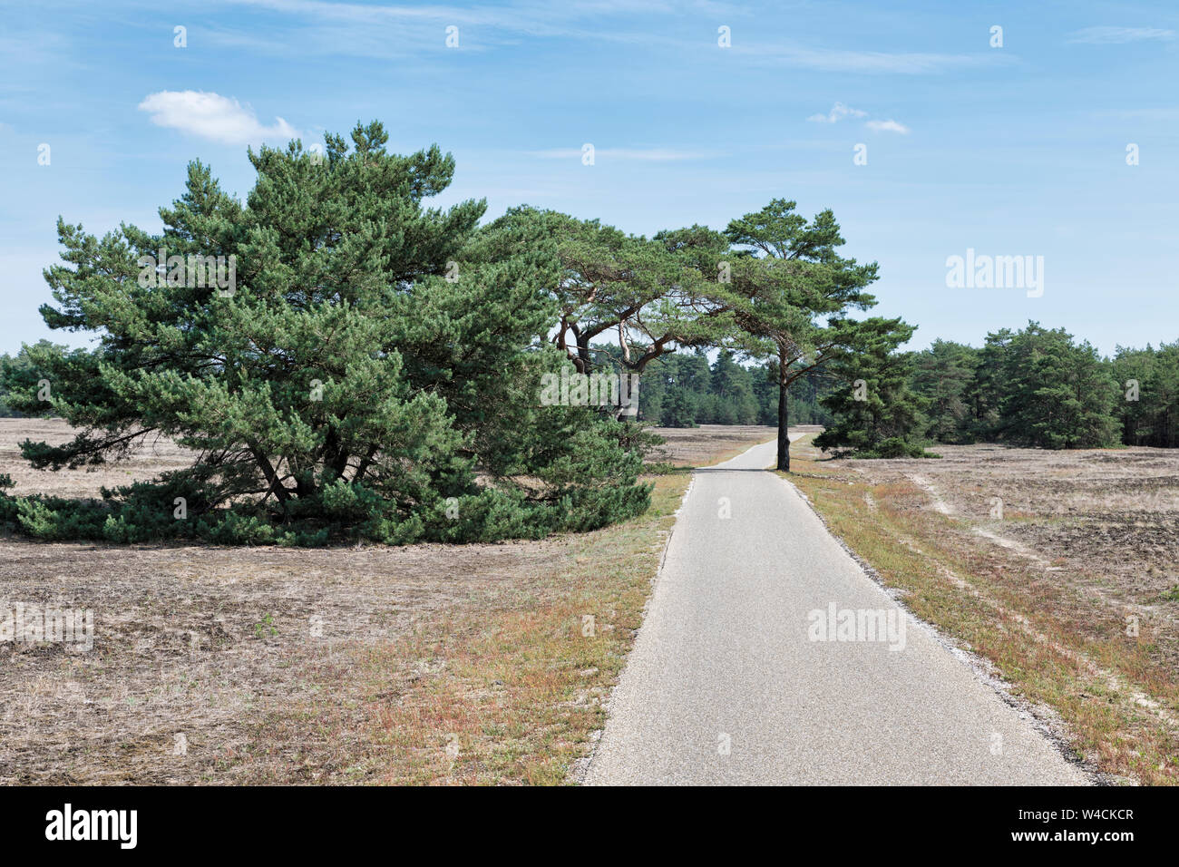 bicycle path with bow of trees in national park de hooge veluwe with ...