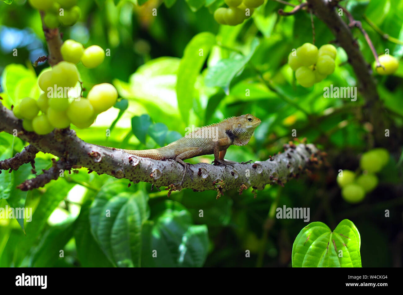 Yellow spotted monitor lizard hi-res stock photography and images - Alamy