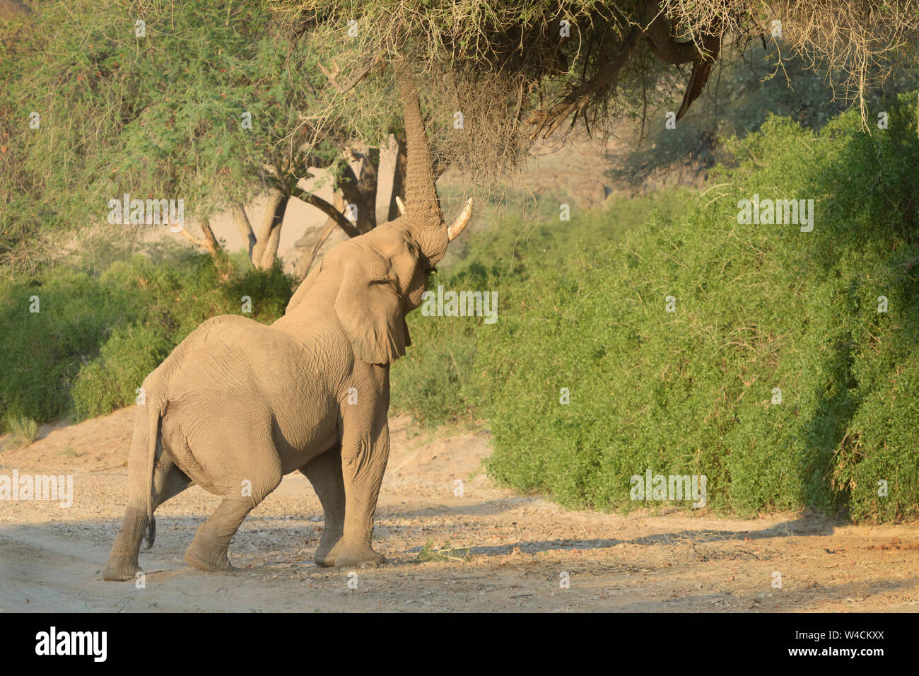 Elephant eating leaves hi-res stock photography and images - Alamy