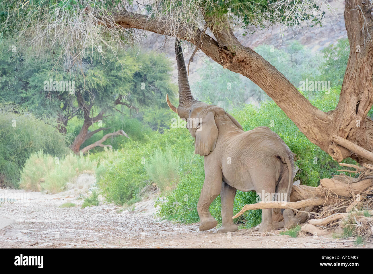 African Elephant (Loxodonta africana) bull, desert adapted elephant ...