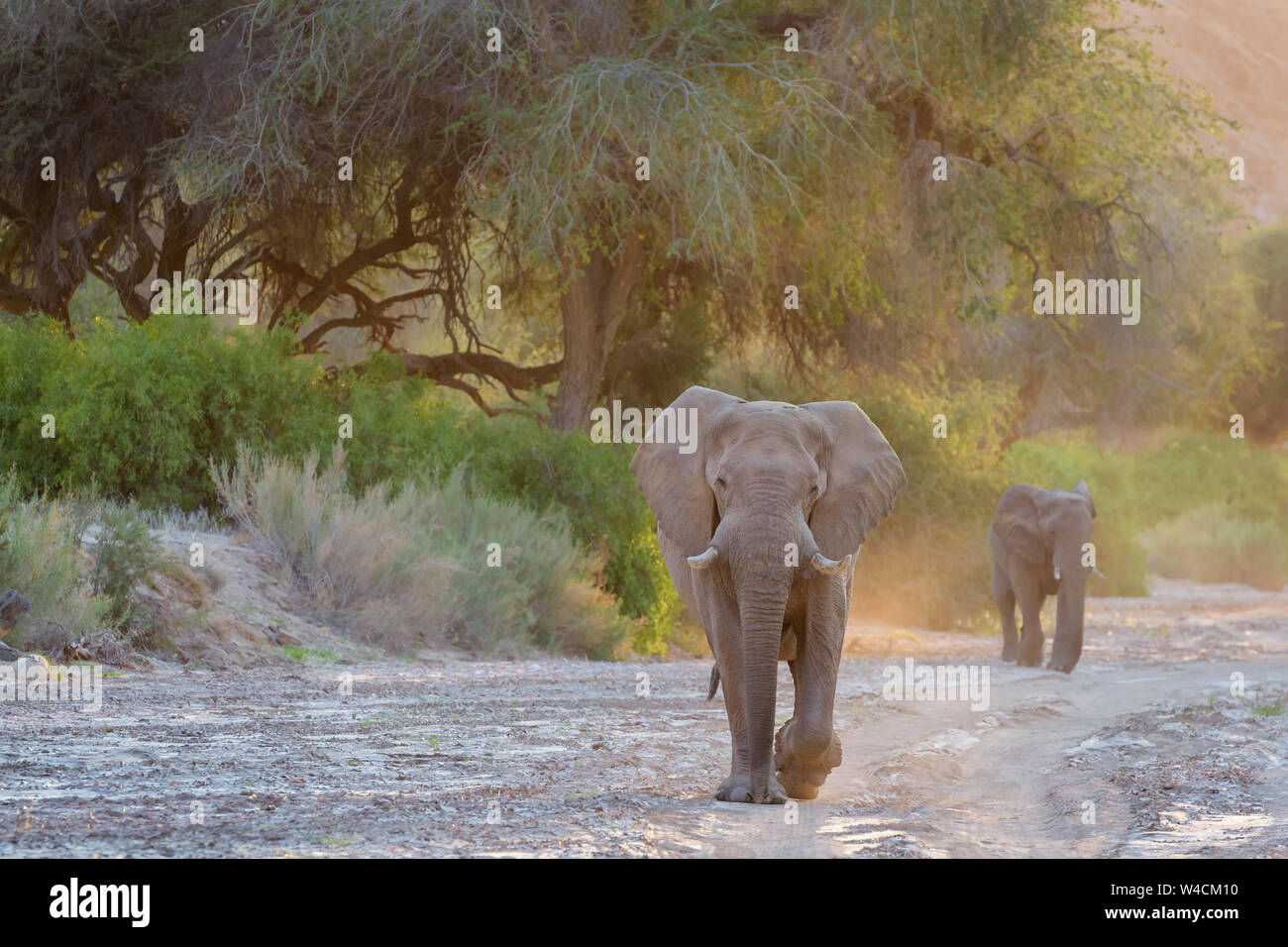 Two African Elephant (Loxodonta africana) bull, desert adapted elephant ...