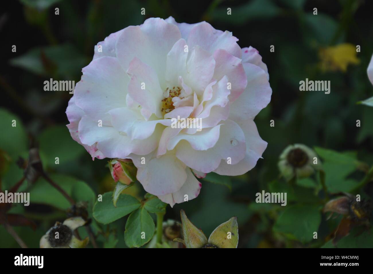 Single macro rose flower plant Stock Photo - Alamy